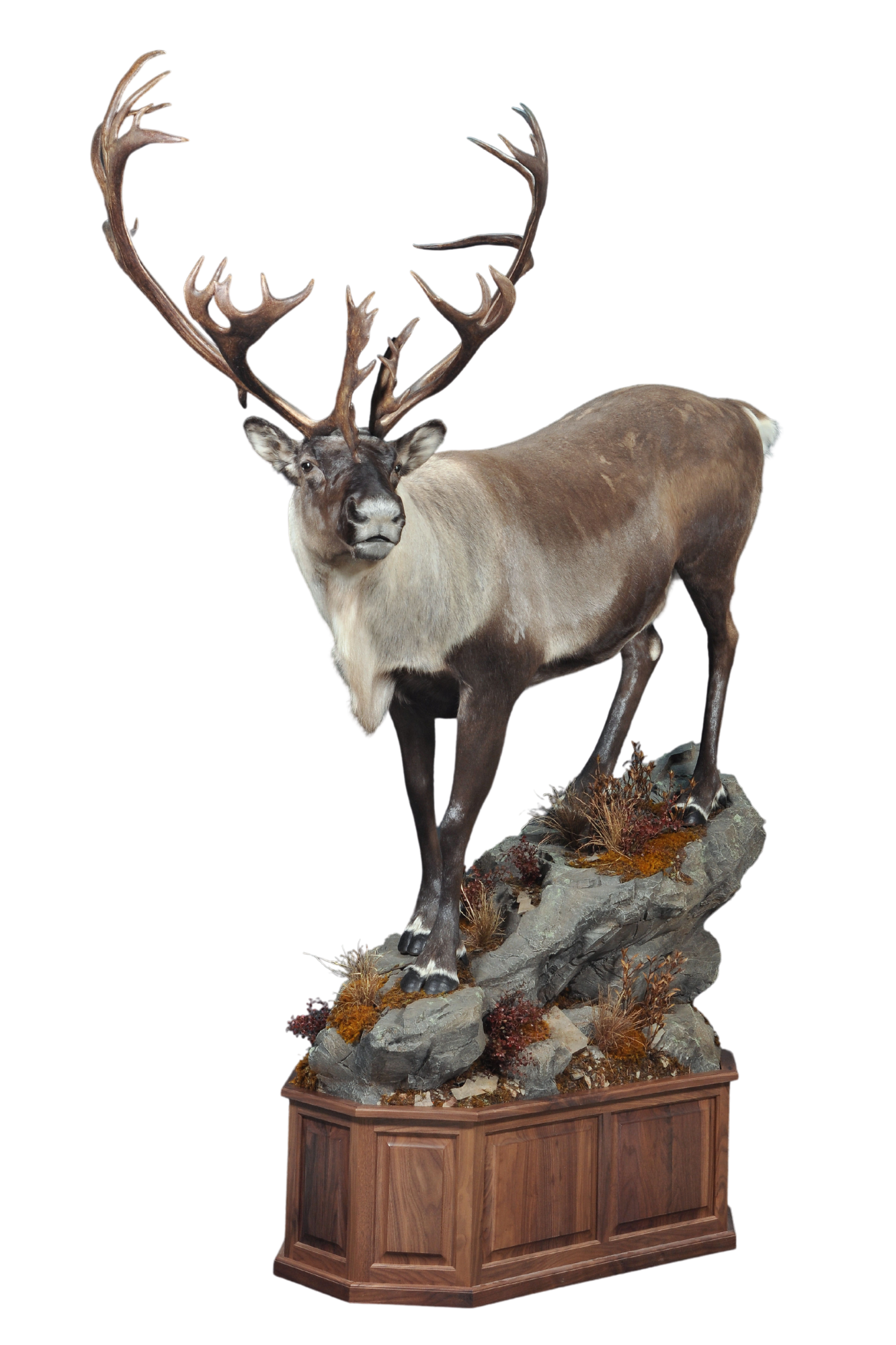 Dewey Wildlife Studio LLC.