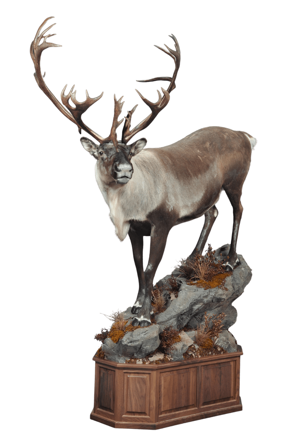 Dewey Wildlife Studio LLC.