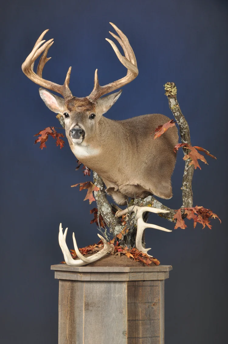 Pedestal Mounts — Dewey Wildlife Studio LLC.