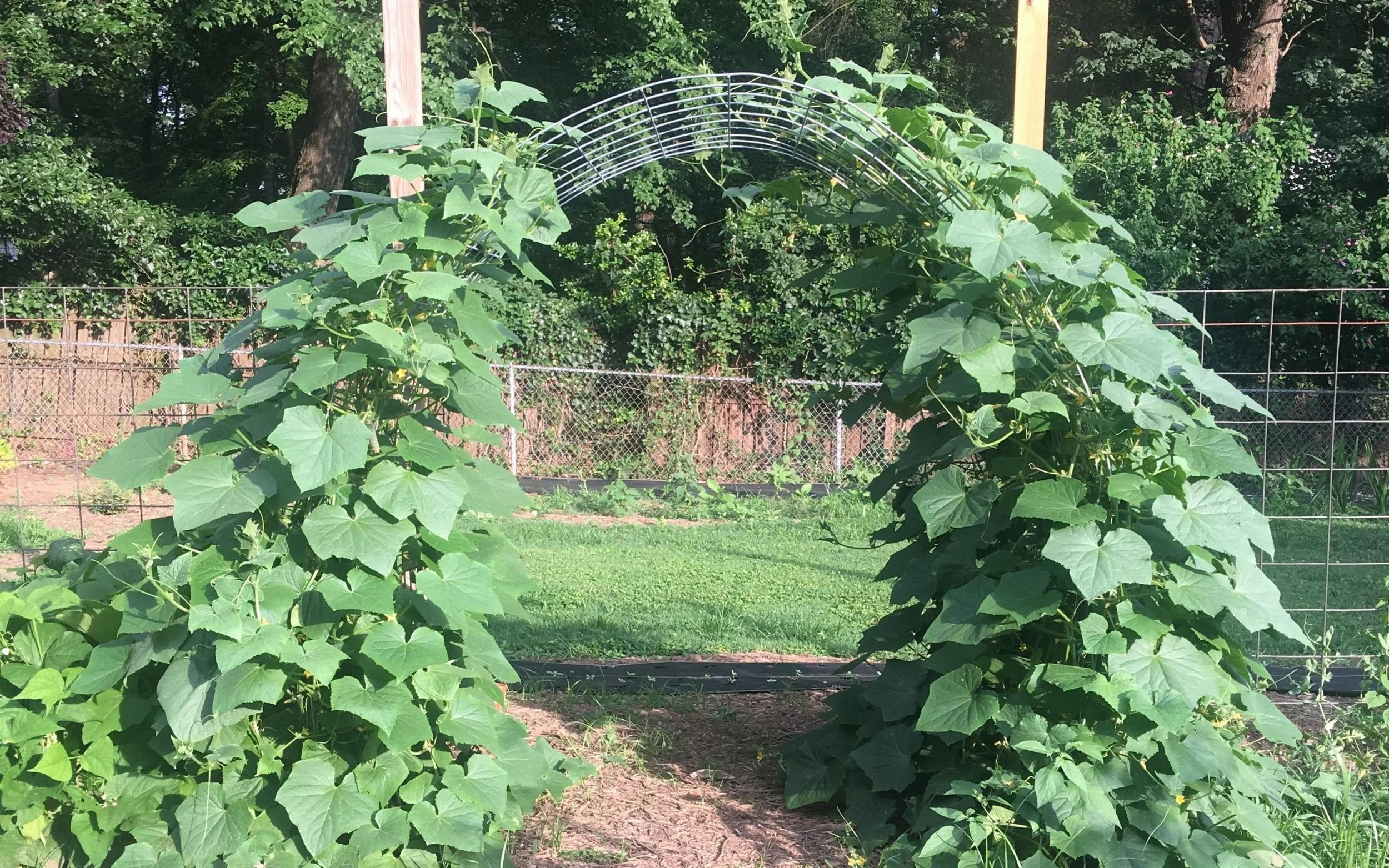 Benefits of a Garden Trellis — Rita's Roots