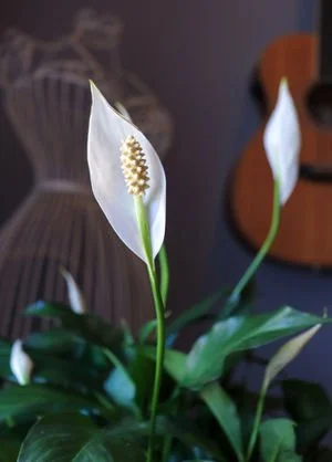 Growing Peace Lilies: How To Care For Spathiphyllum — Plant Savvy