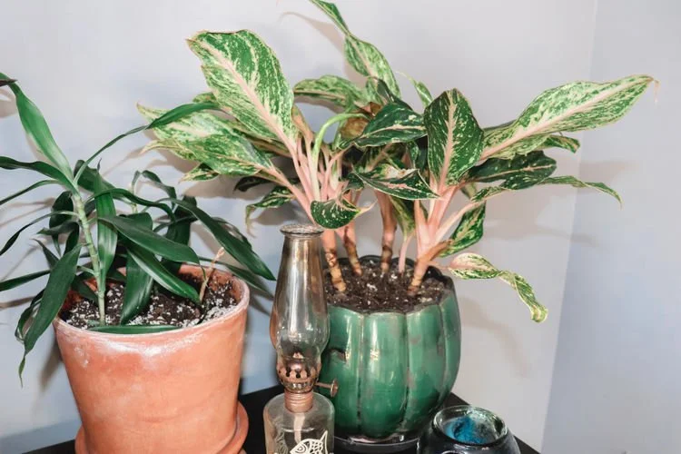 3 Tips for Increasing The Humidity Around Your Plants — Plant Savvy