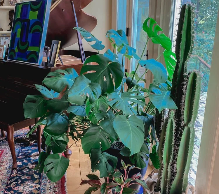 How To Care For Monstera Deliciosa AKA Swiss Cheese Plant — Plant Savvy