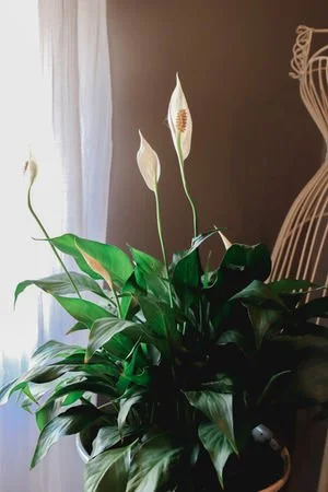 Growing Peace Lilies: How To Care For Spathiphyllum — Plant Savvy