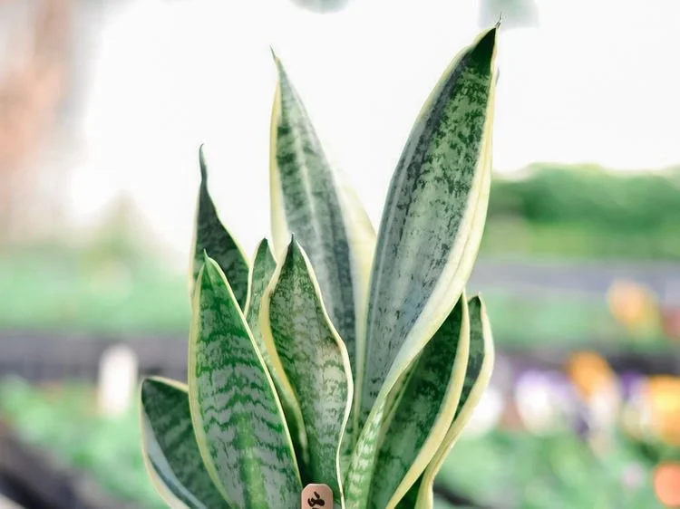 Sansevieria AKA Snake Plant Profile & Basic Care Tips — Plant Savvy