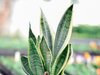 Sansevieria AKA Snake Plant Profile & Basic Care Tips — Plant Savvy