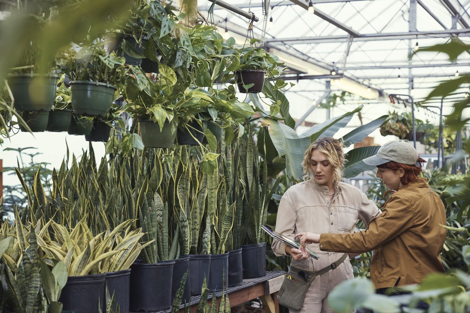 Commercial Plant Services — Plant Savvy