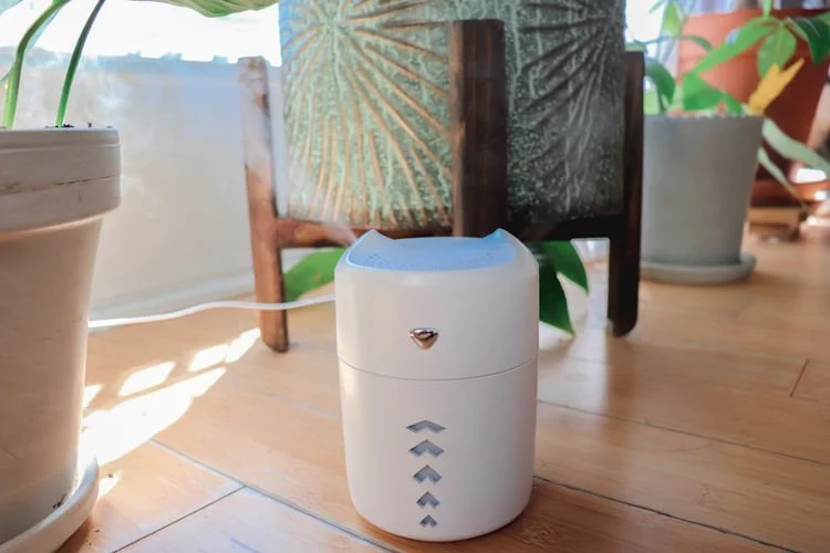 3 Tips for Increasing The Humidity Around Your Plants — Plant Savvy