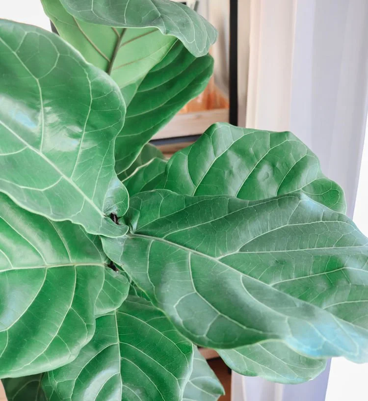 Houseplant Buying Guide: Cheap Edition — Plant Savvy