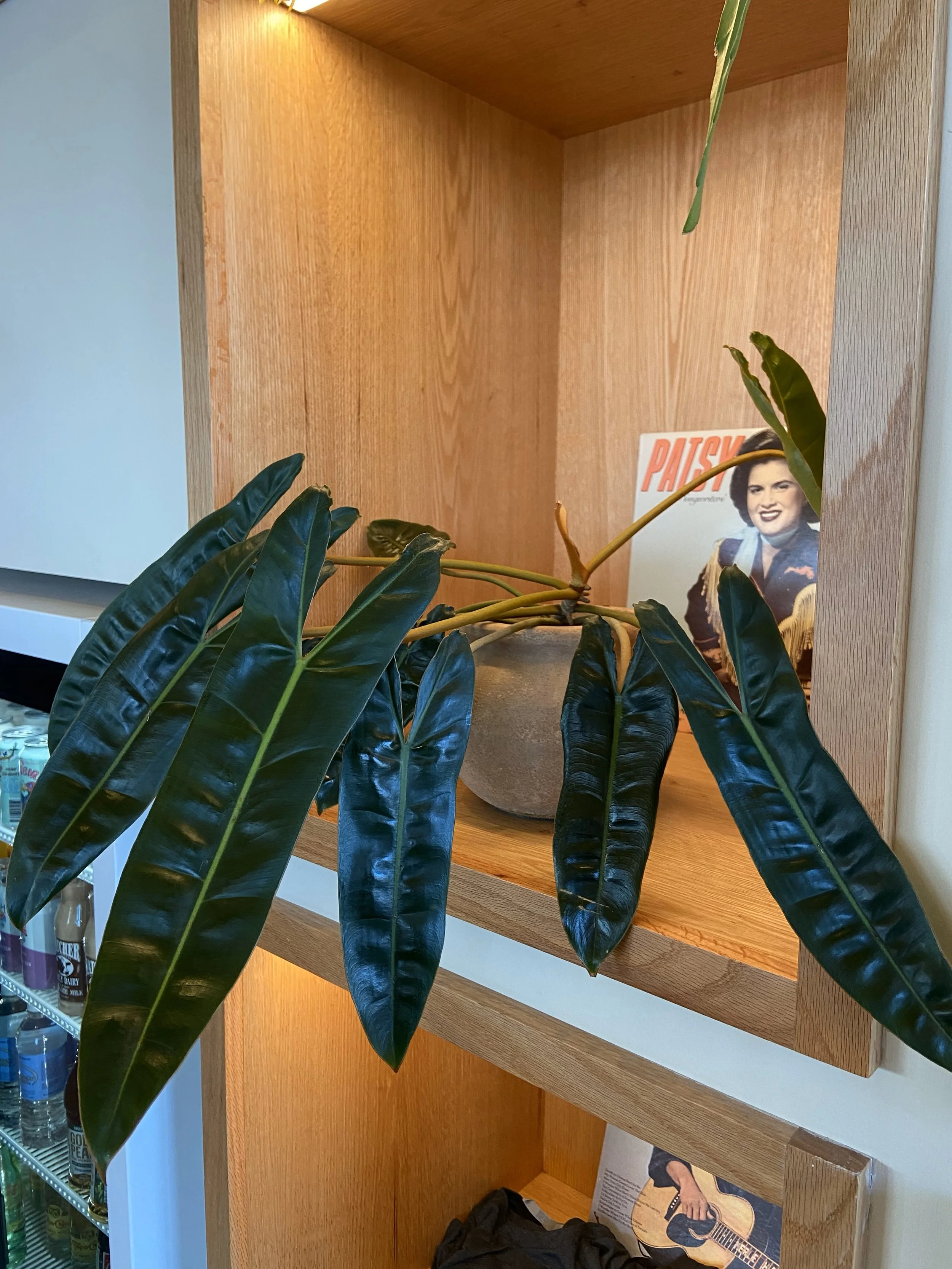 Ladybird Taco — Plant Savvy