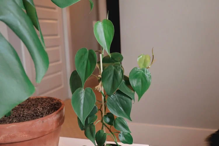 5 Easy and Interesting Houseplants For Beginners — Plant Savvy