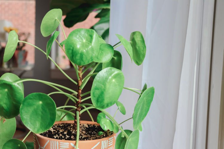 Understanding Natural Light and How It Affects Your Houseplants — Plant ...