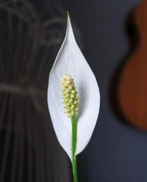Growing Peace Lilies: How To Care For Spathiphyllum — Plant Savvy