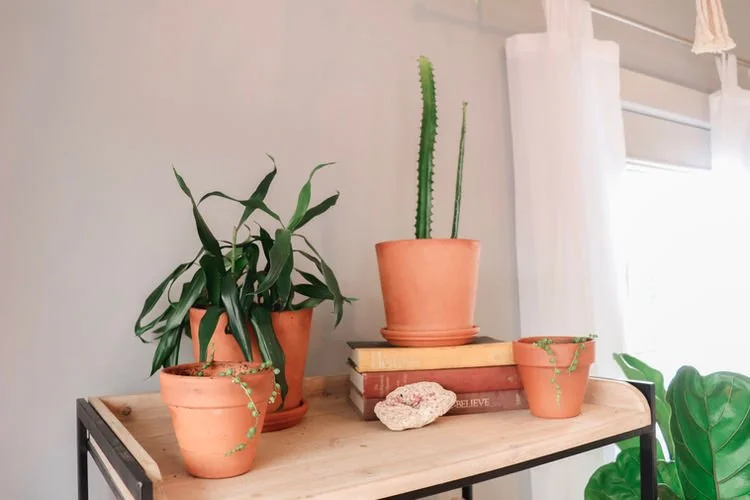 Plant Styling Tips To Bring Your Space To Life! — Plant Savvy