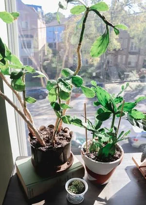 3 Tips for Increasing The Humidity Around Your Plants — Plant Savvy