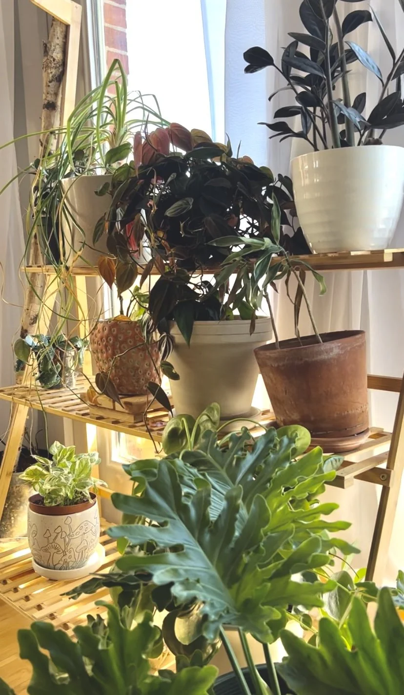 5 Benefits of Indoor Plant Care for Mental Health — Plant Savvy