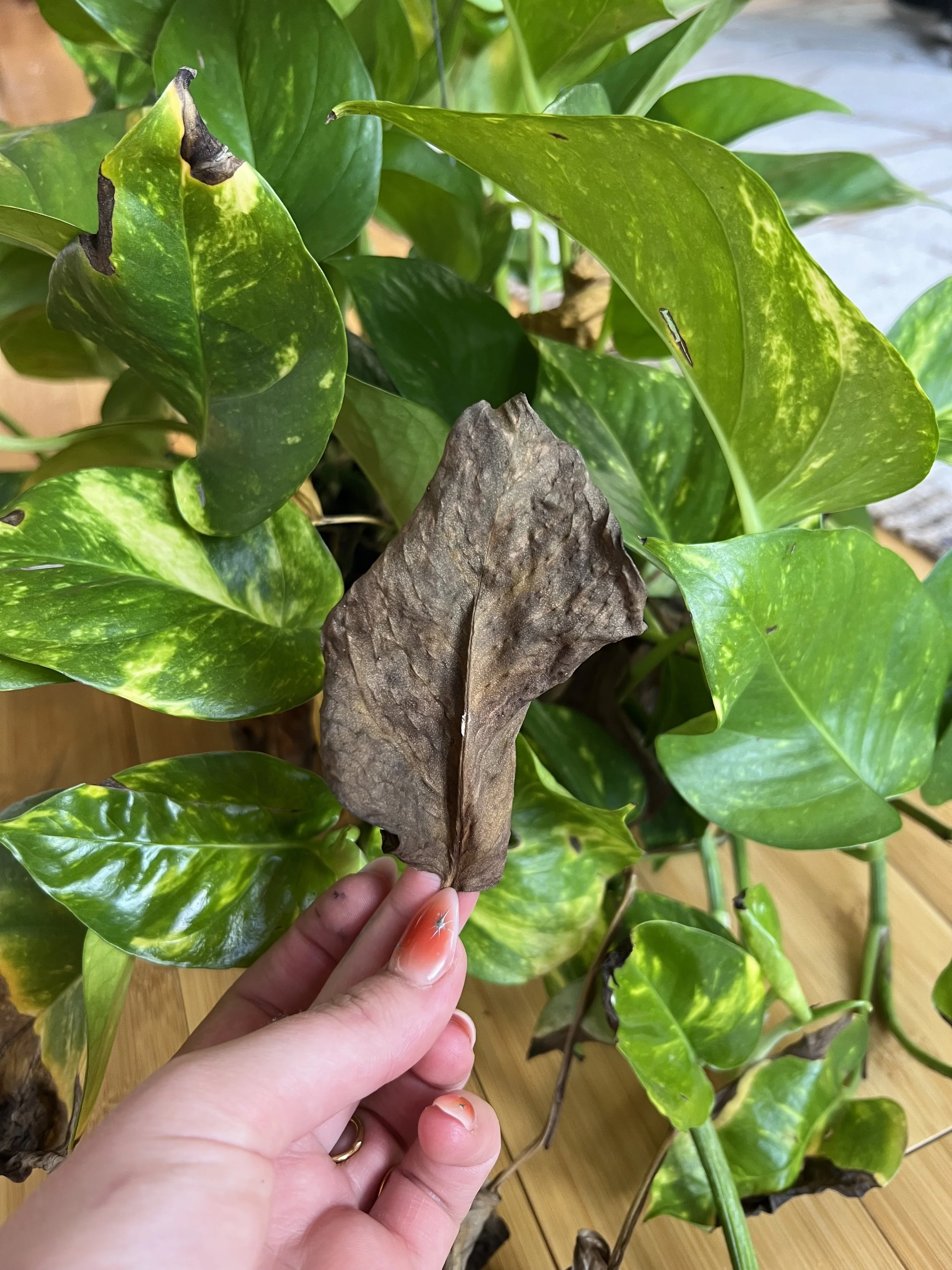 Spring Back to Life: How to Revive Dying House Plants — Plant Savvy