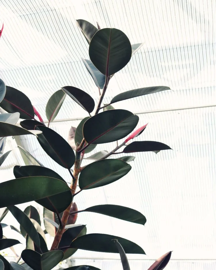 5 Easy and Interesting Houseplants For Beginners — Plant Savvy
