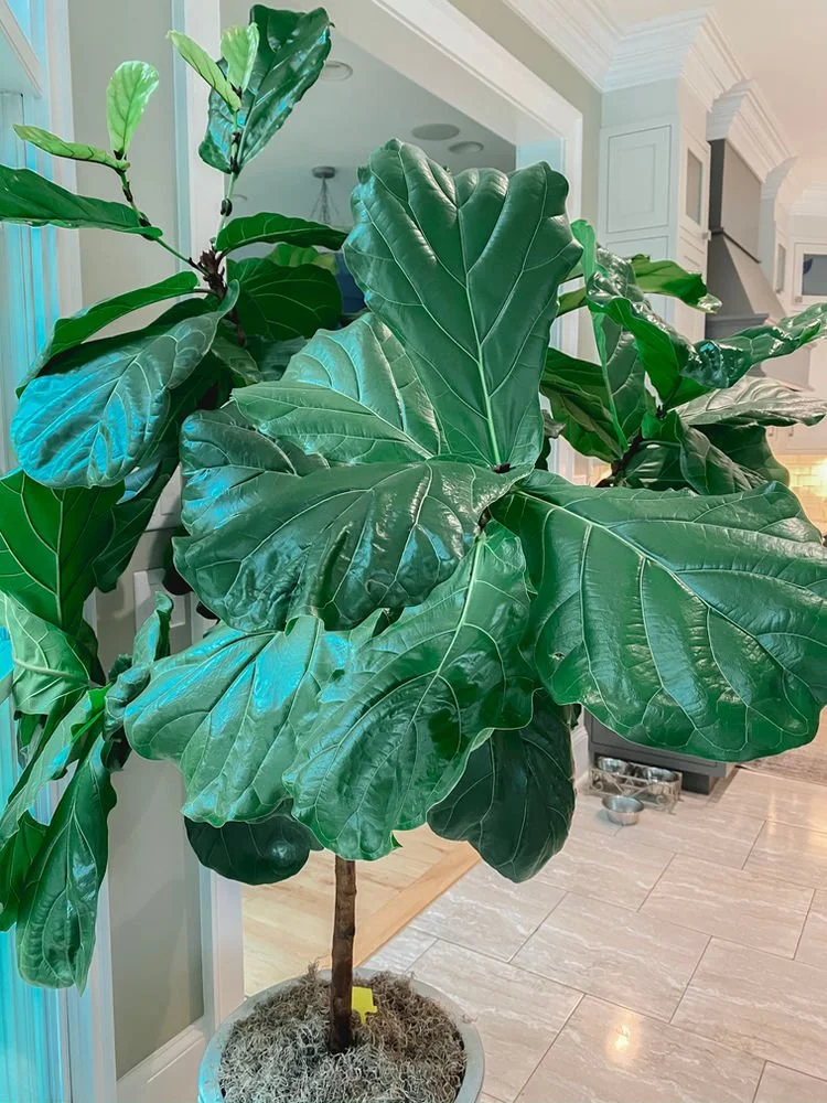 How To Care For Fiddle Leaf Fig AKA Ficus lyrata — Plant Savvy