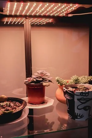 Understanding Natural Light and How It Affects Your Houseplants — Plant ...