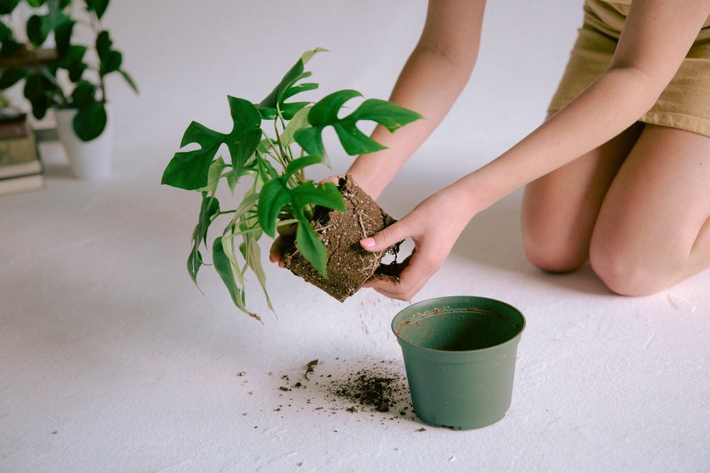 Residential Indoor Plant Service — Plant Savvy