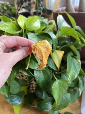 Spring Back to Life: How to Revive Dying House Plants — Plant Savvy