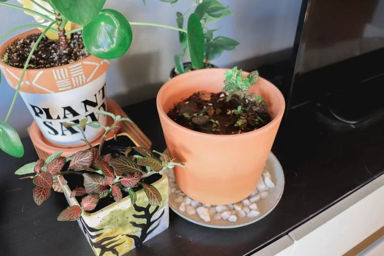 3 Tips for Increasing The Humidity Around Your Plants — Plant Savvy