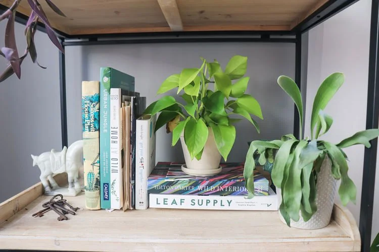 Plant Styling Tips To Bring Your Space To Life! — Plant Savvy