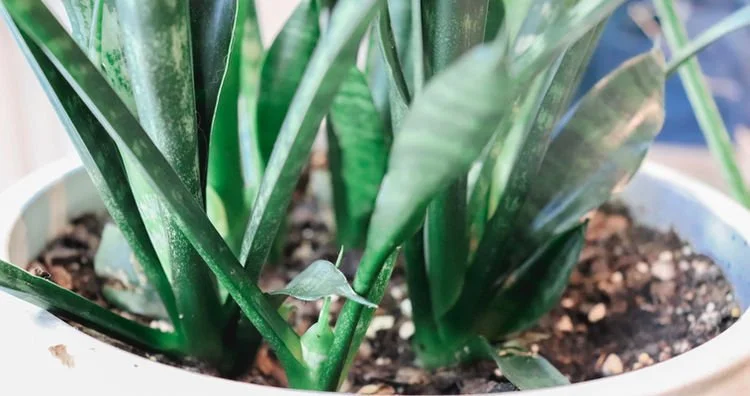 Sansevieria AKA Snake Plant Profile & Basic Care Tips — Plant Savvy