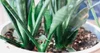 Sansevieria AKA Snake Plant Profile & Basic Care Tips — Plant Savvy