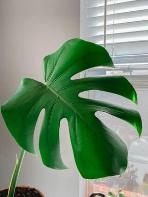 How To Care For Monstera Deliciosa AKA Swiss Cheese Plant — Plant Savvy