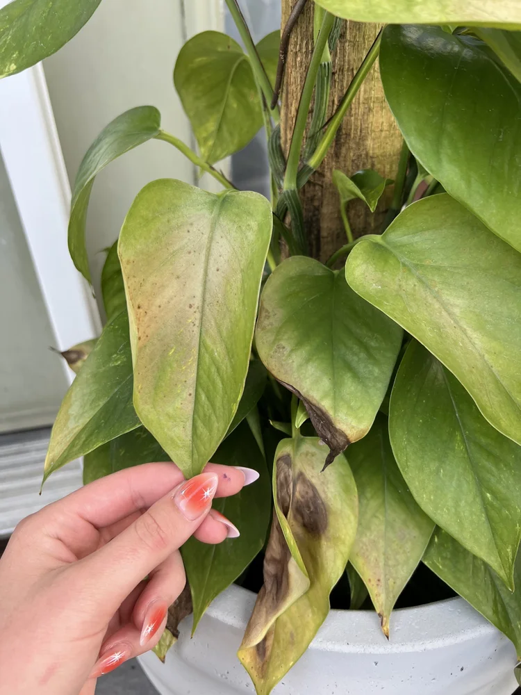 Spring Back to Life: How to Revive Dying House Plants — Plant Savvy