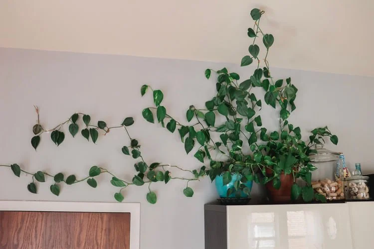 Plant Styling Tips To Bring Your Space To Life! — Plant Savvy