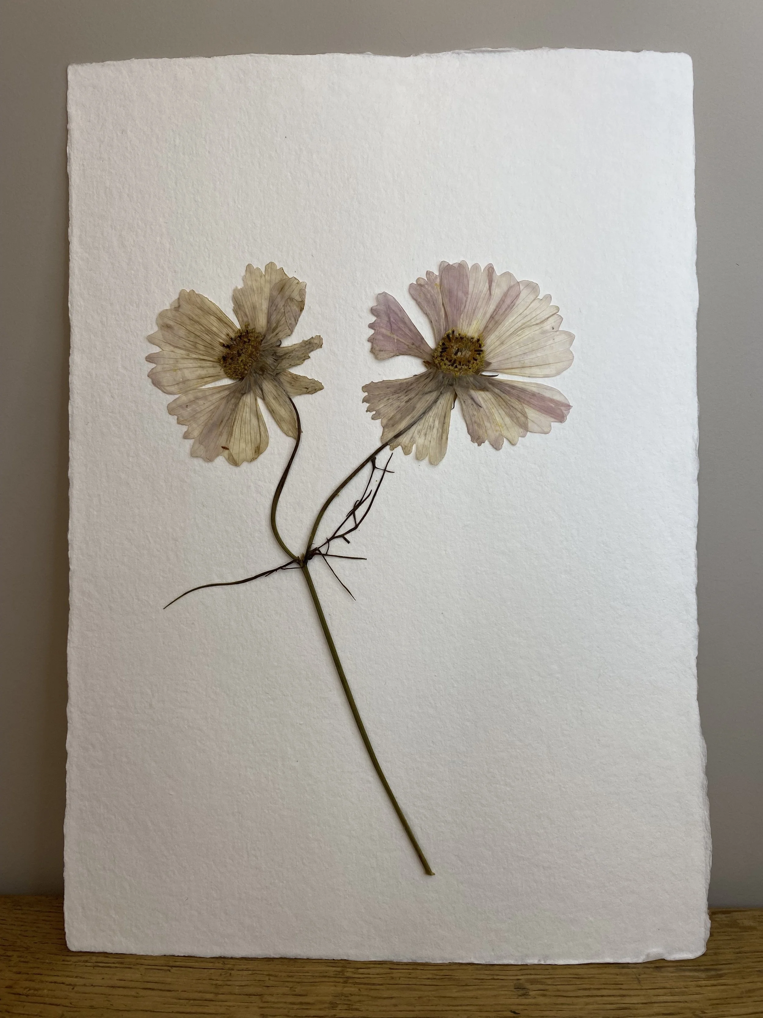 Real Pressed Flower Botanical Art Works — FEVERFEW