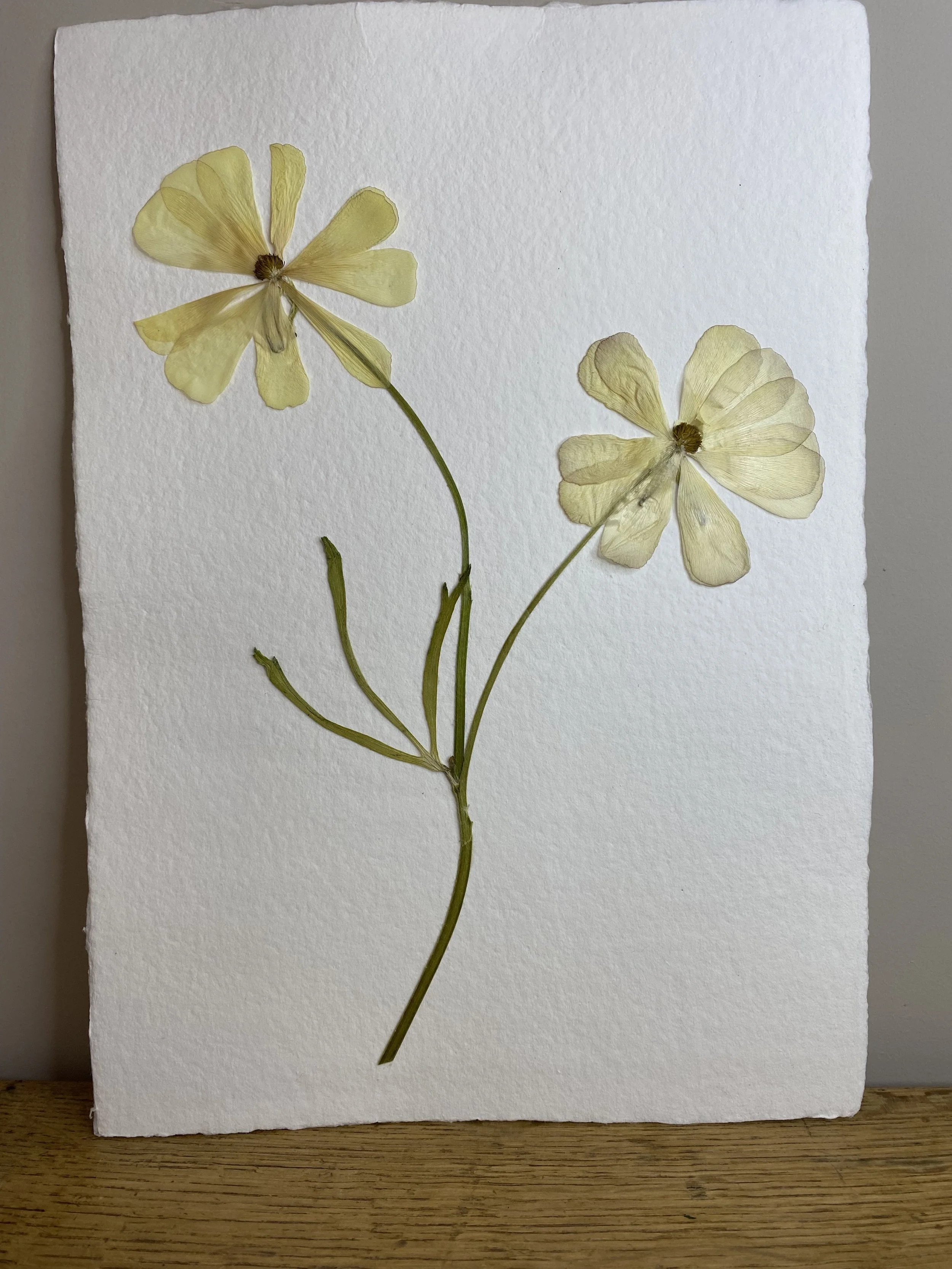 Real Pressed Flower Botanical Art Works — FEVERFEW