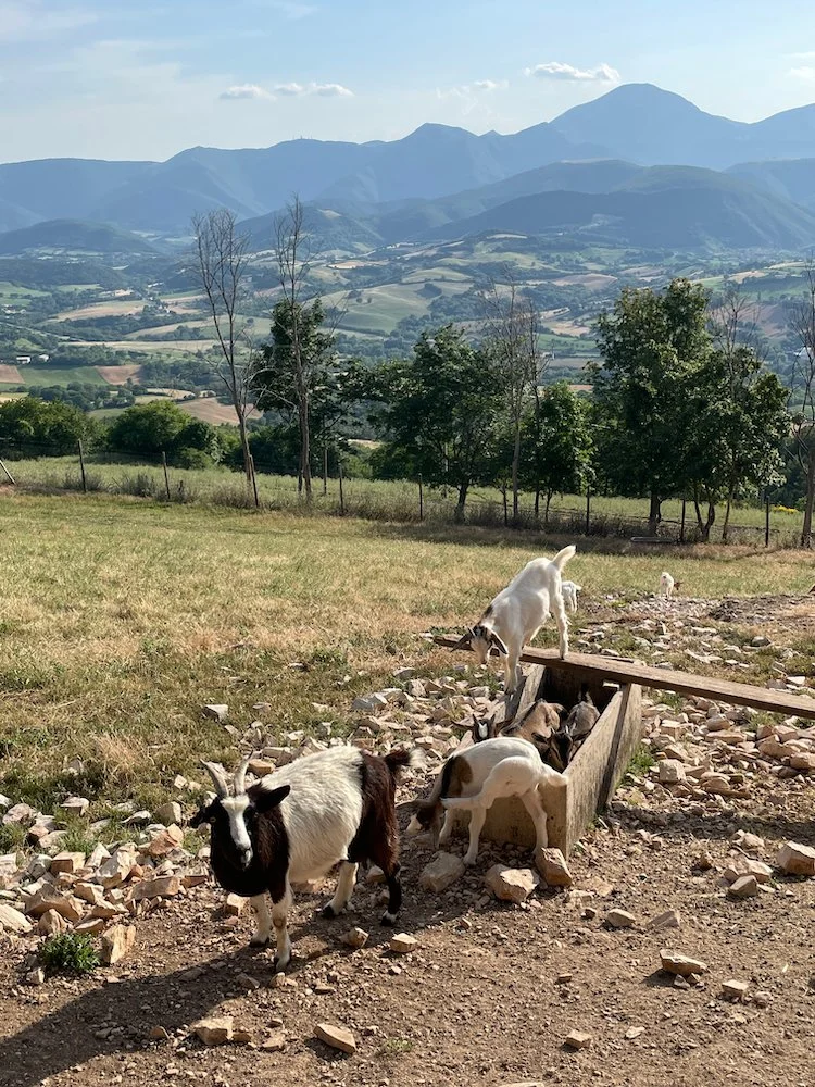 Time and Place travels: An Italian farm stay designed for relaxation ...