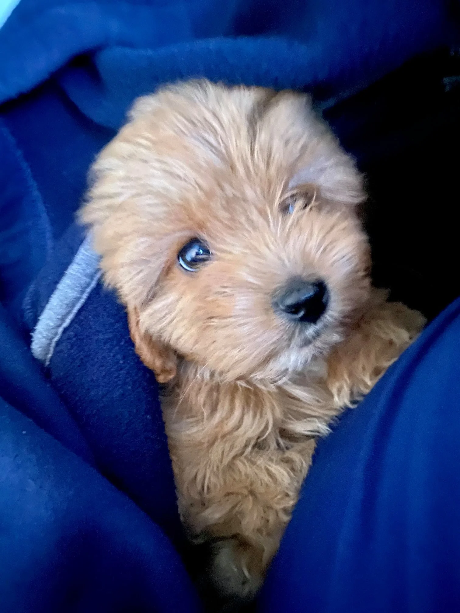 Cute Puppy Pics - Flight Nanny Puppies — Boop the Snoot! Flight Nanny ...