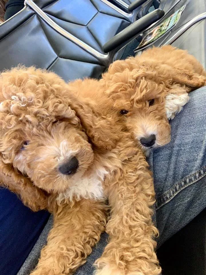 Cute Puppy Pics - Flight Nanny Puppies — Boop the Snoot! Flight Nanny ...