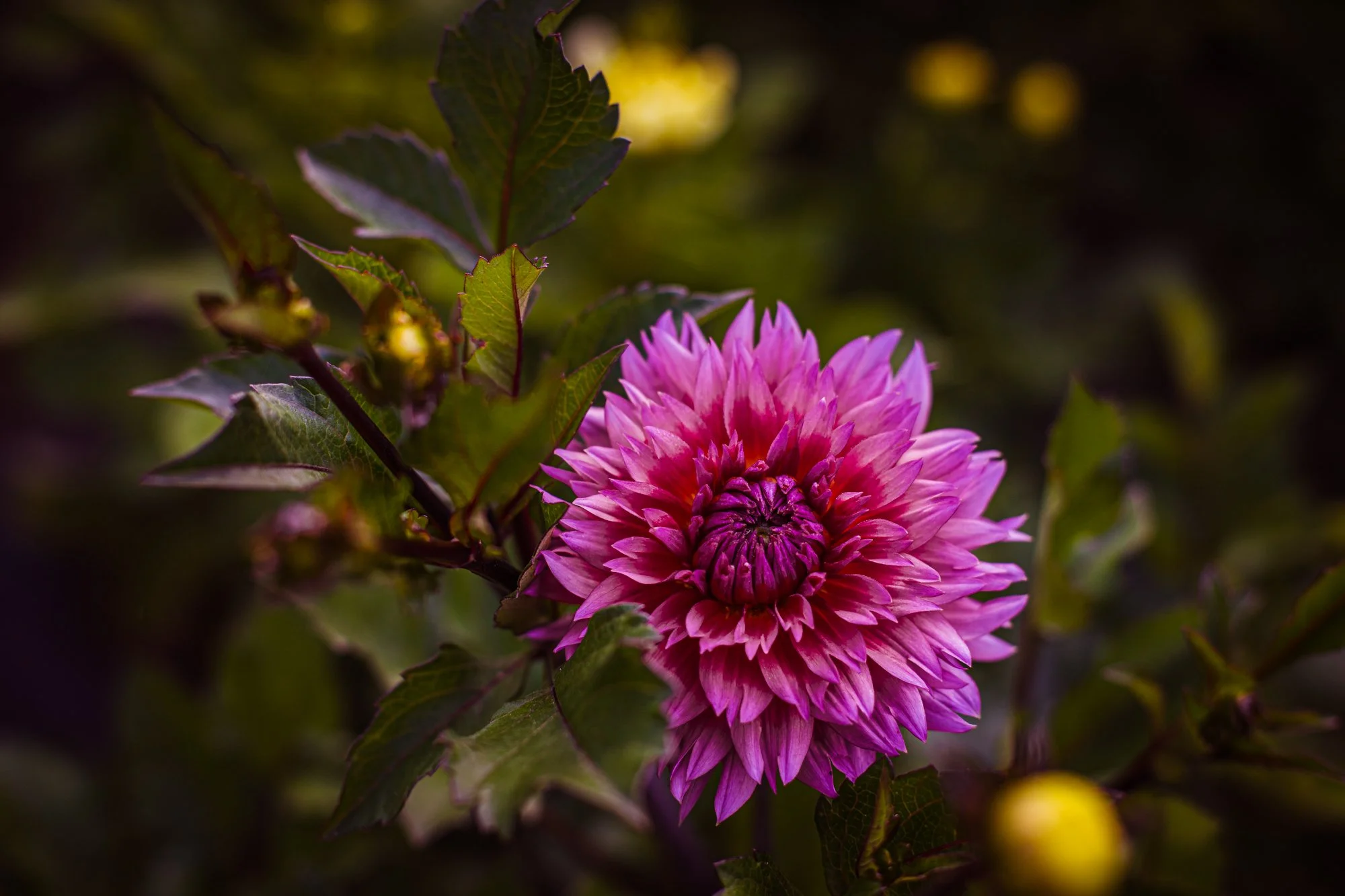 Flora and Fauna — All Who Wander Flower Farm