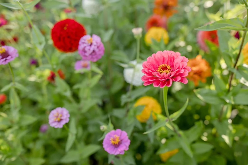 Flora and Fauna — All Who Wander Flower Farm