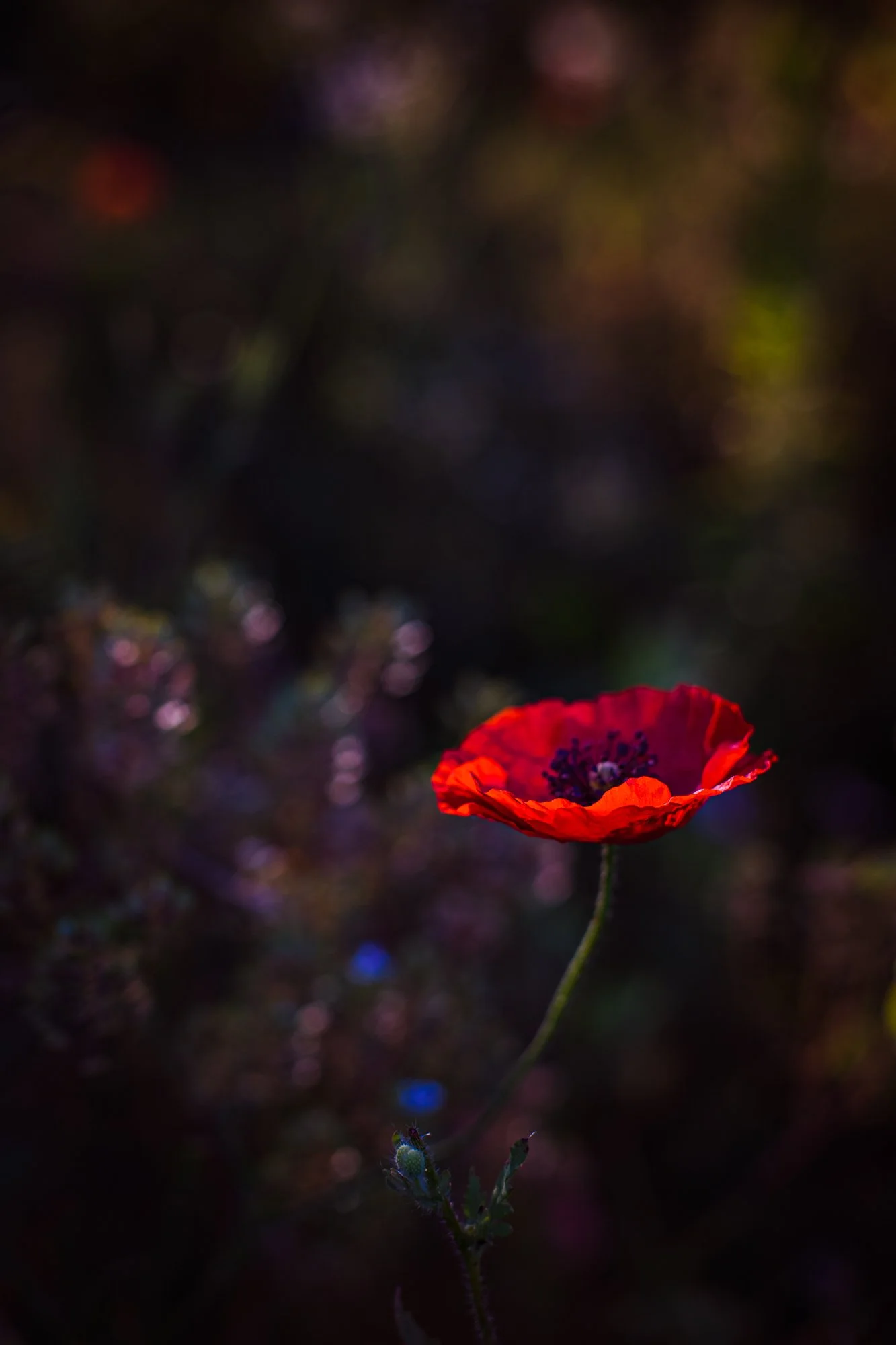 Flora and Fauna — All Who Wander Flower Farm