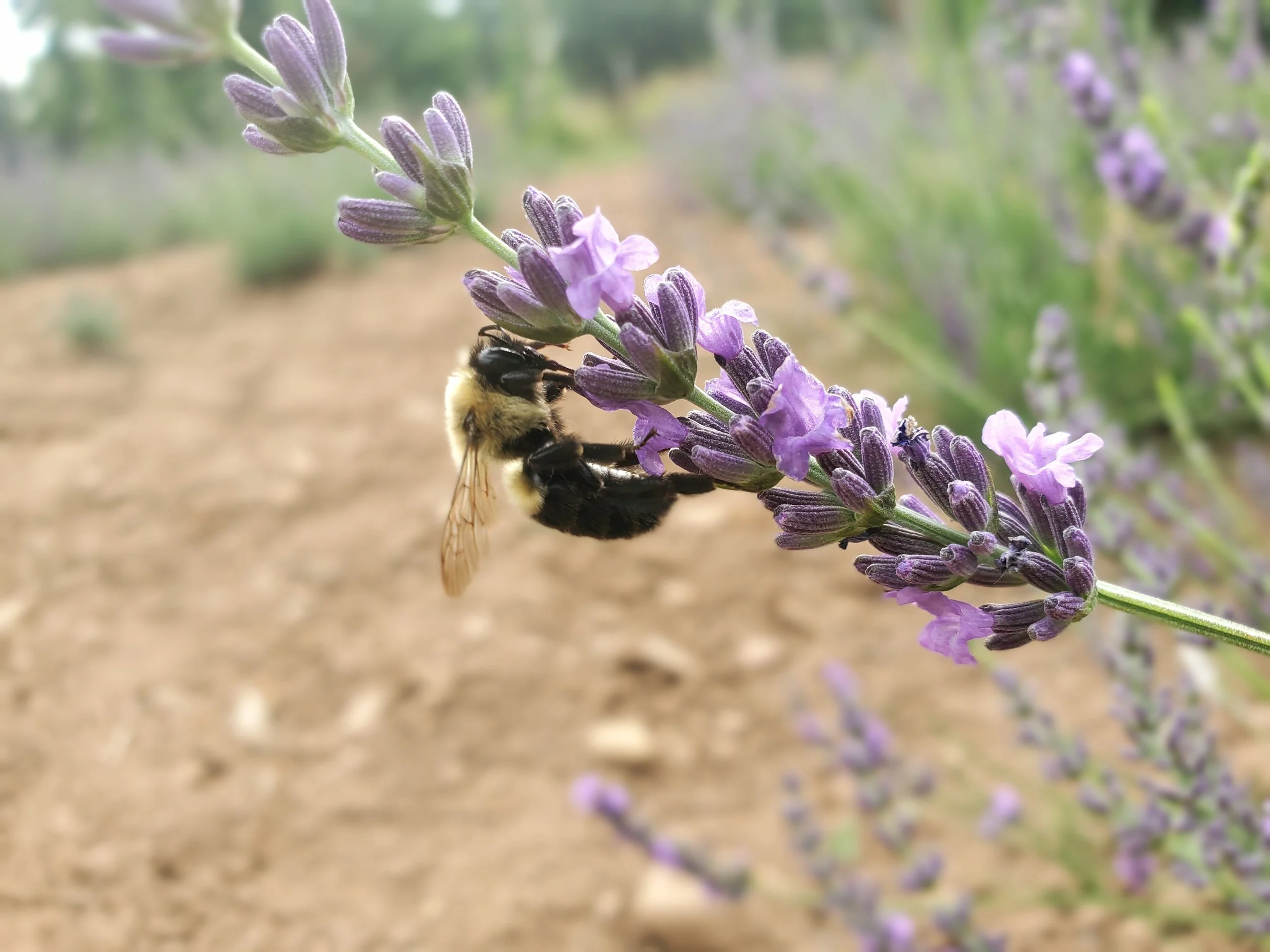 Flora and Fauna — All Who Wander Flower Farm