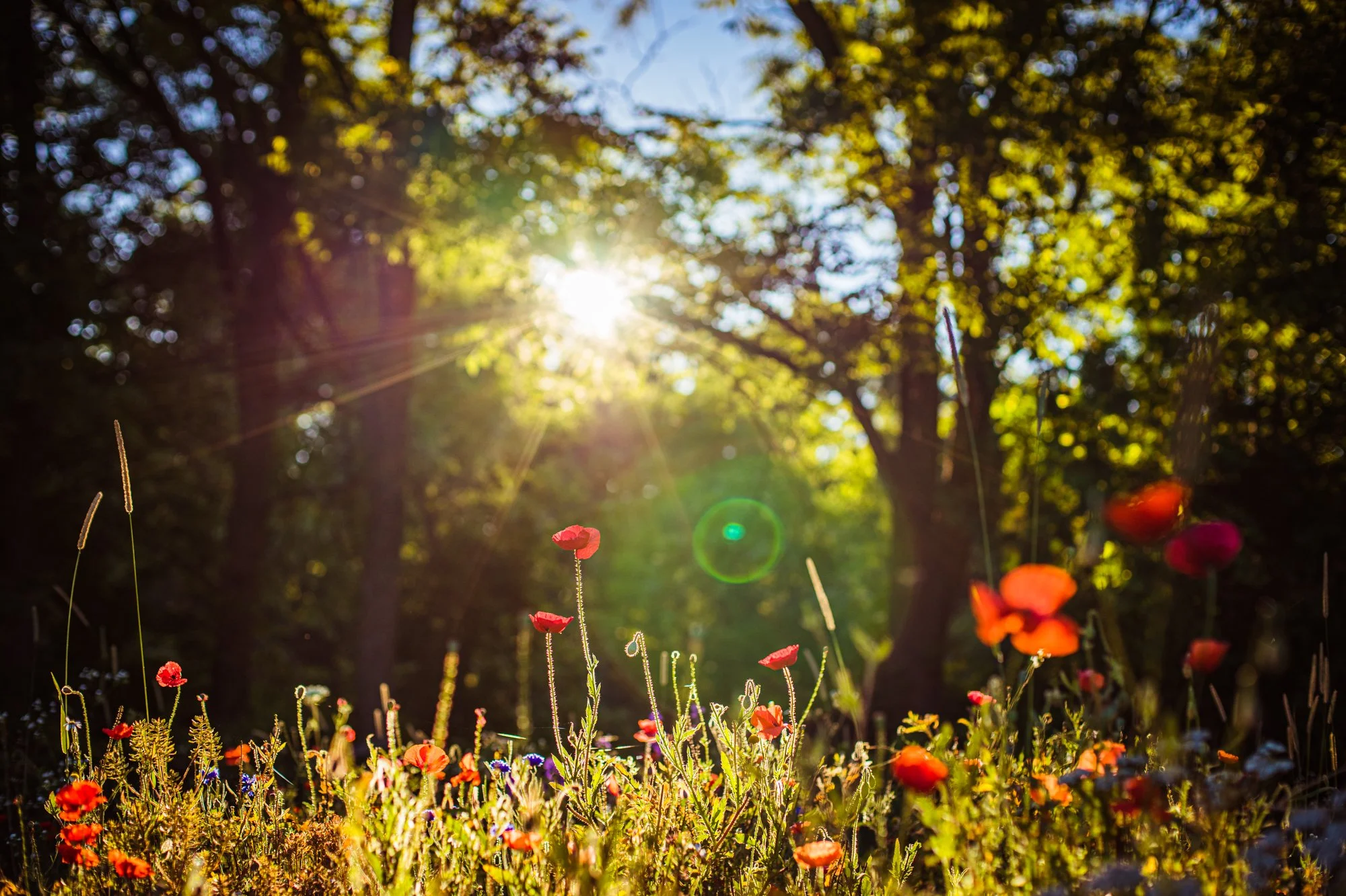 Flora and Fauna — All Who Wander Flower Farm