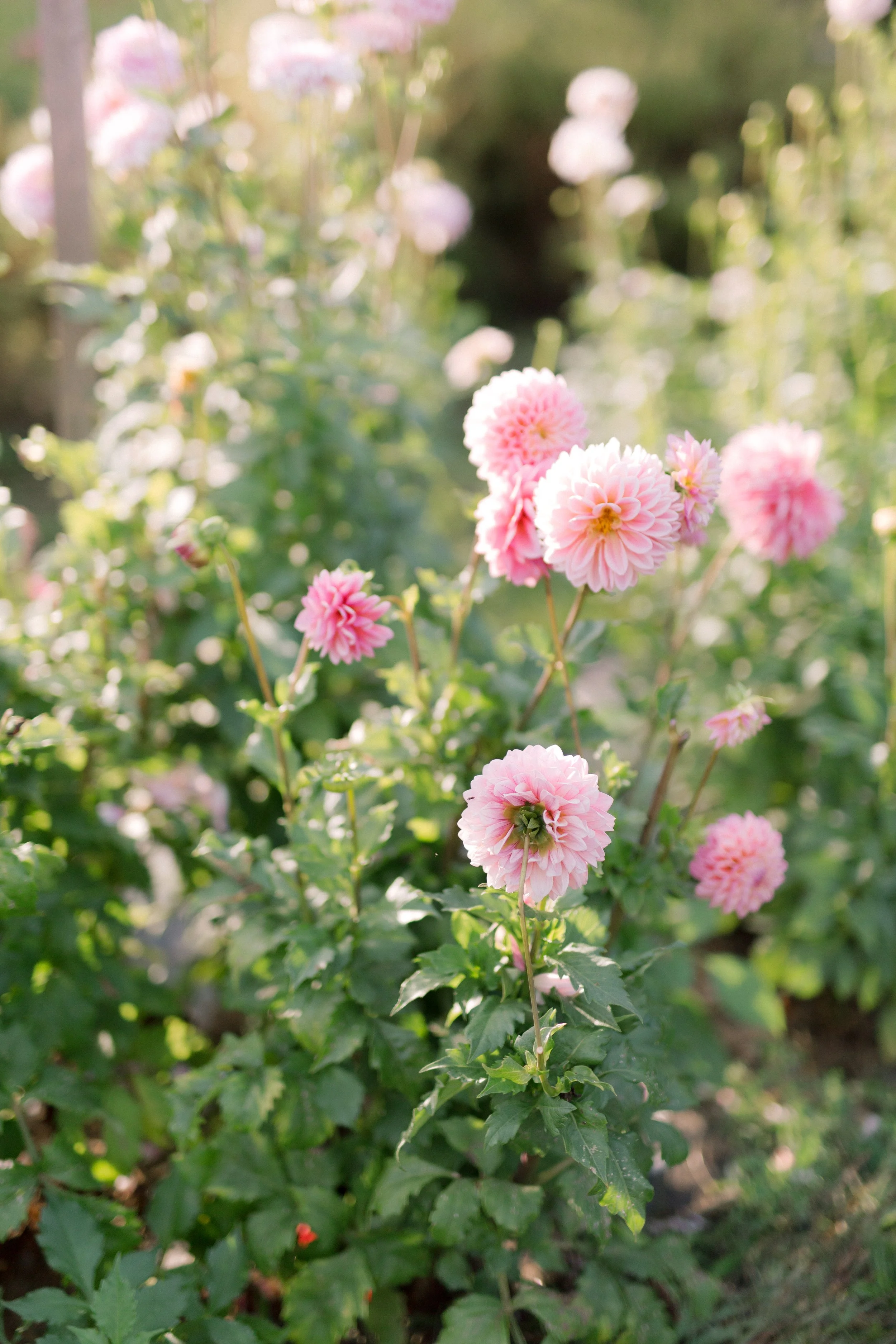 Flora and Fauna — All Who Wander Flower Farm
