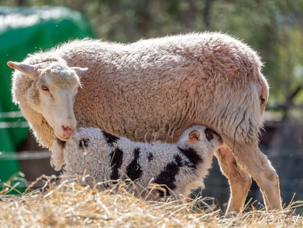 Weaning Lambs — FC Supplies
