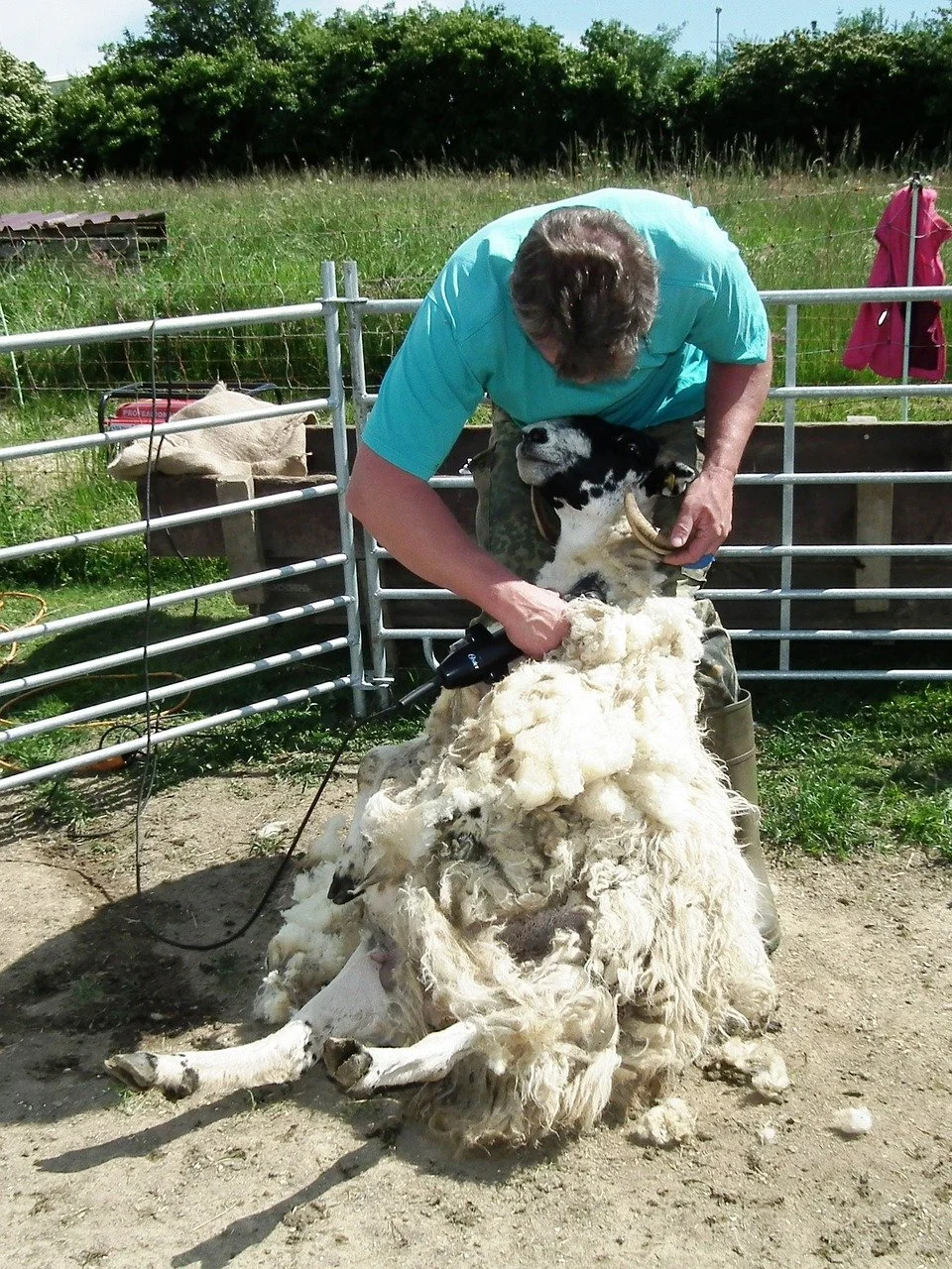 Sheep Shearing — FC Supplies