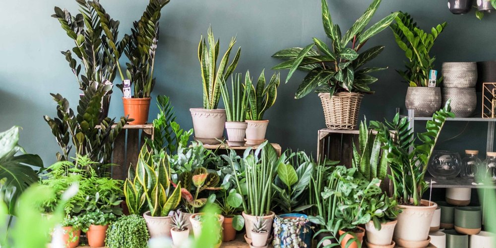 Everything you need to know about House Plants. — Lisa Potter-Dixon
