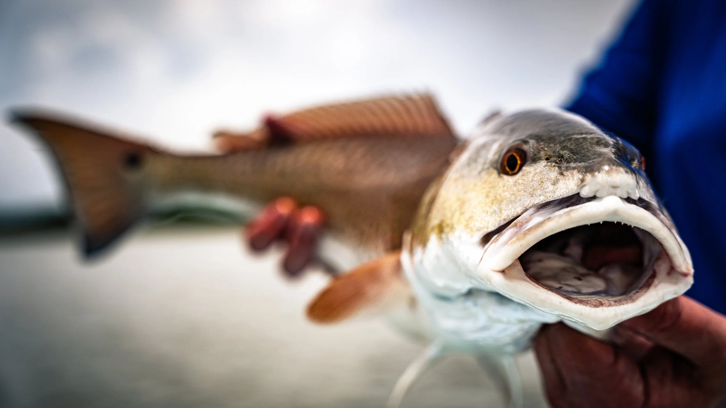 Fly Fishing / Sight Casting — Fishcreek Glampground and Ramp