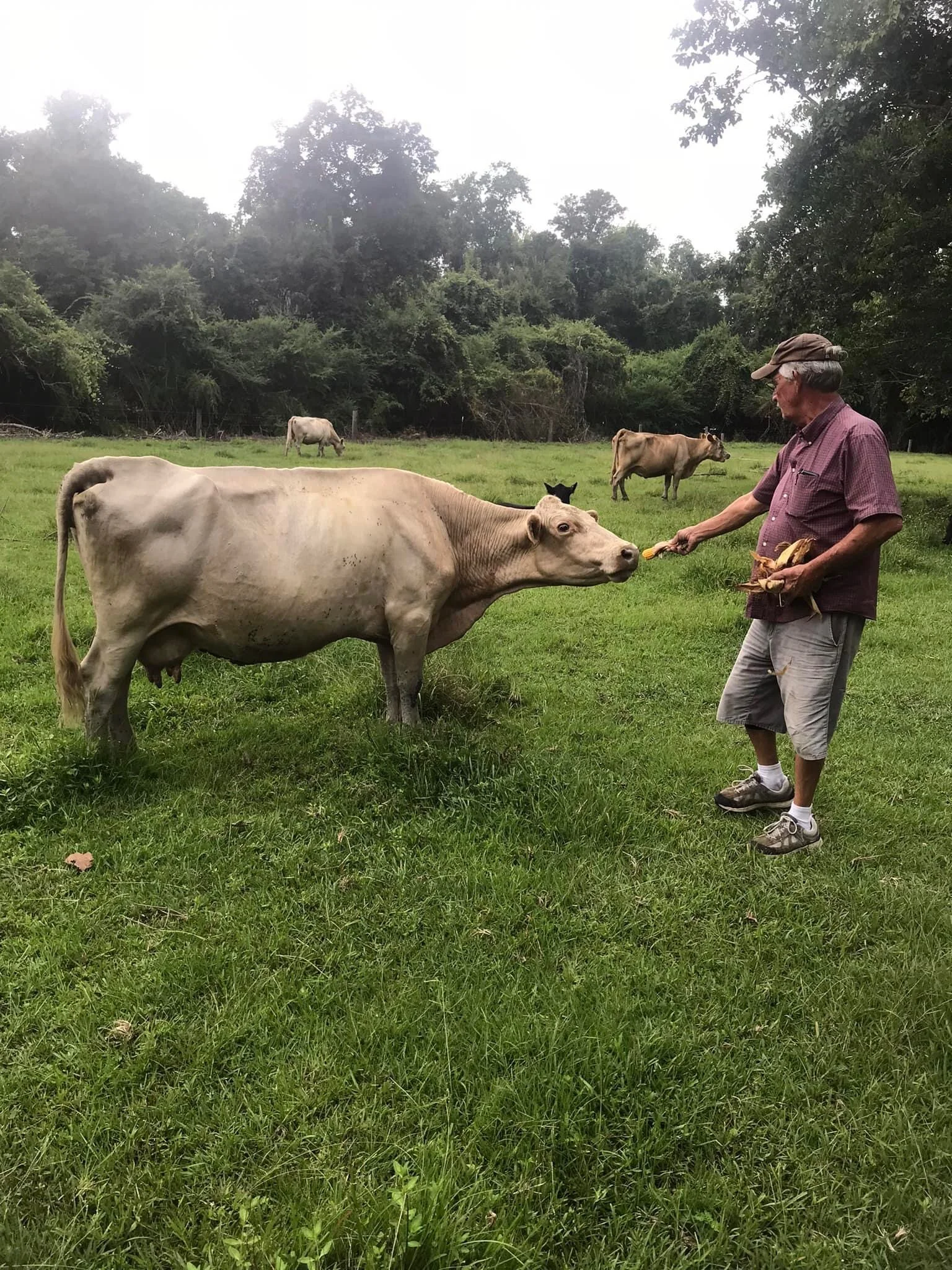 Shop — JS Lowland Cattle