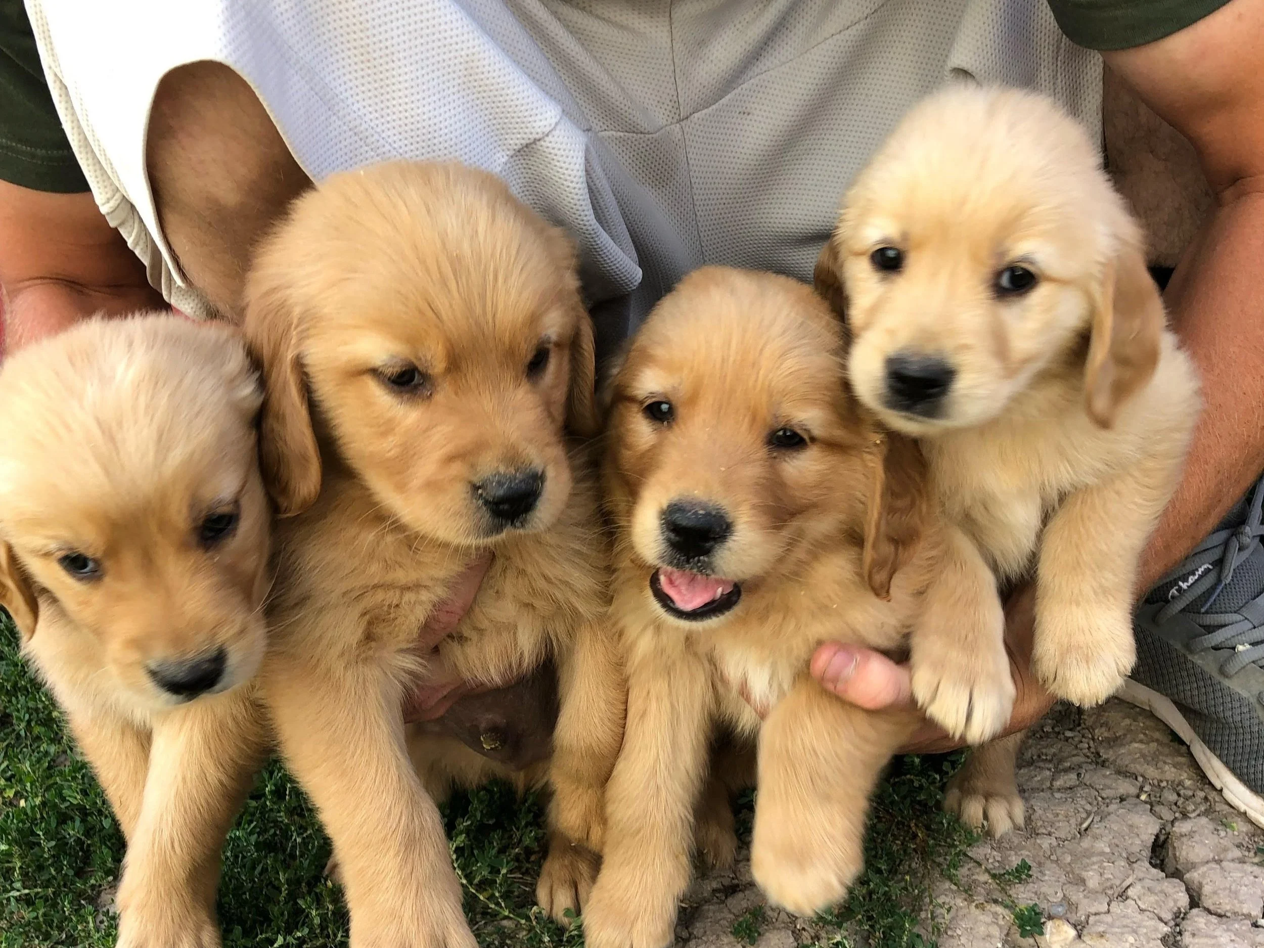General 4 — Cub River Retrievers